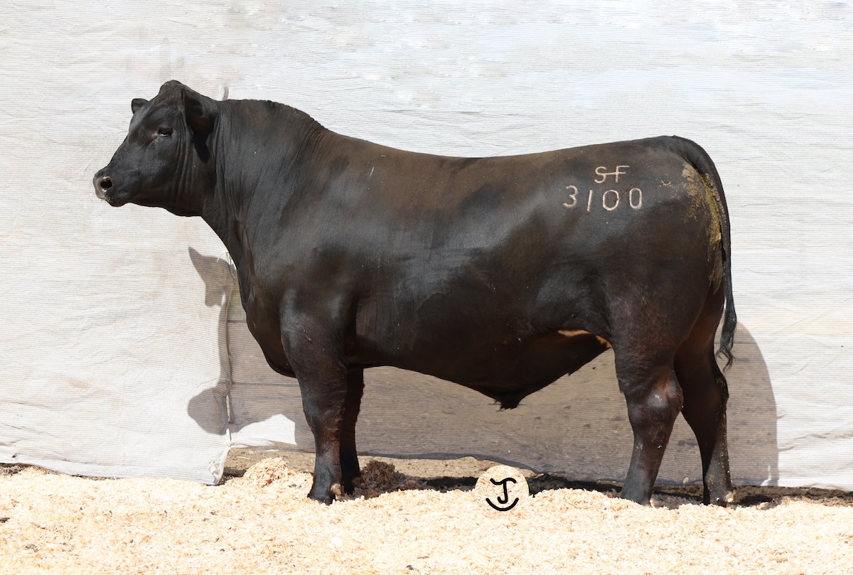 2025 Bulls - Stepaside Farm